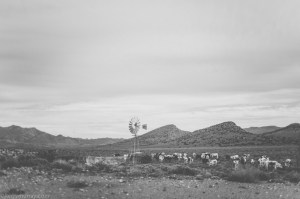 Karoo Road Trip – Ladismith to Calitzdorp – Kerry Murray